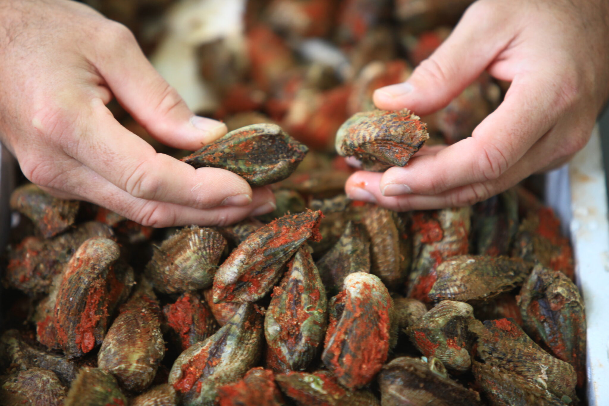 Jeste li znali da kunjka tek nakon sedam godina života postiže dužinu ...