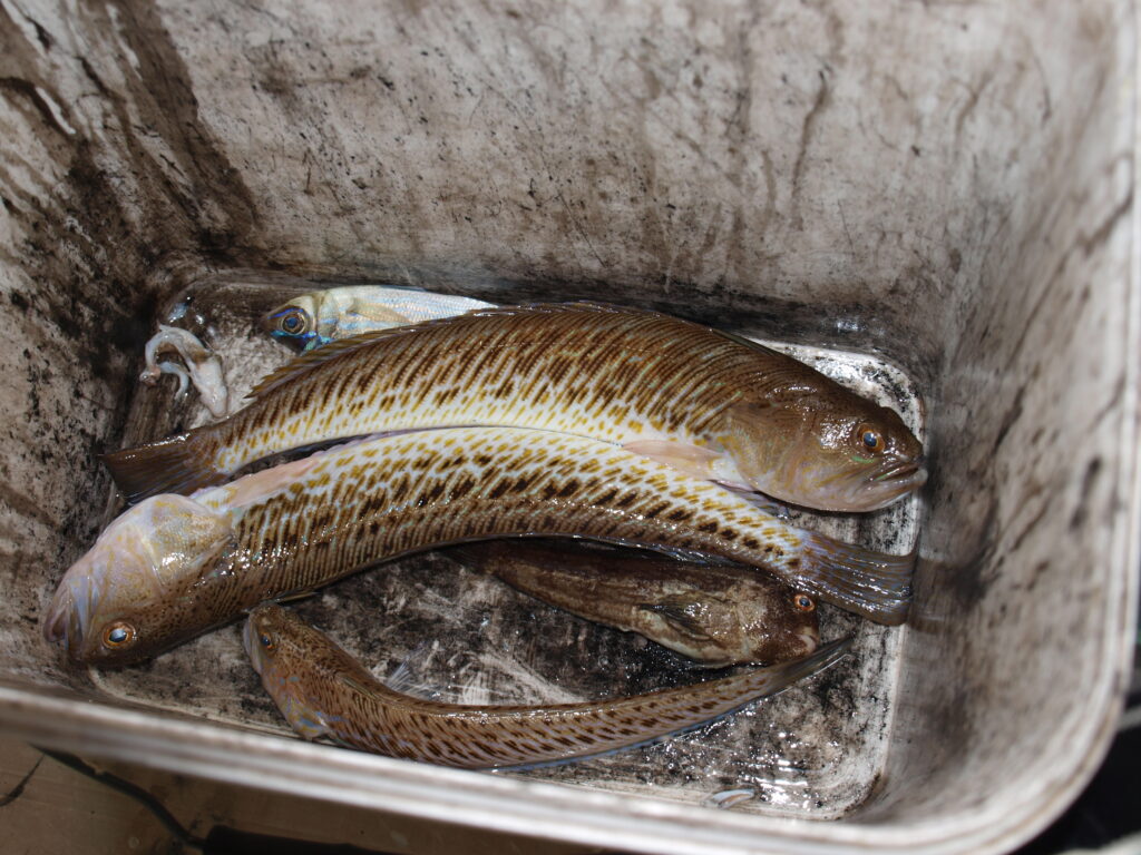 Pauk bijelac je najotrovnija riba Jadrana, a "susret" s njom može biti ...