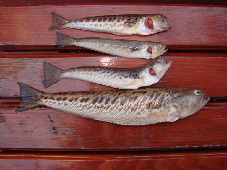 Pauk bijelac je najotrovnija riba Jadrana, a "susret" s njom može biti ...