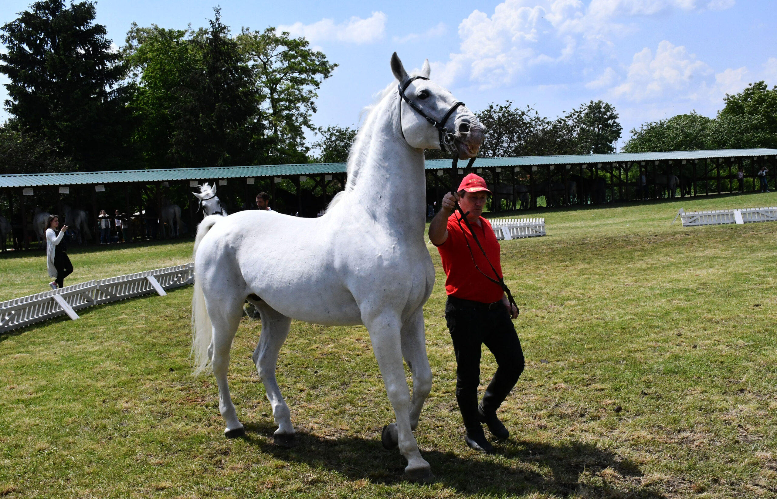 Među 60 lipicanaca, šampionom proglašen lipicanac Marka Vrtarića iz ...