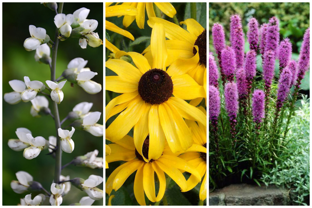 Cvijeće koje pčele vole: 7 biljaka kojima ćete pomoći marljivim ...