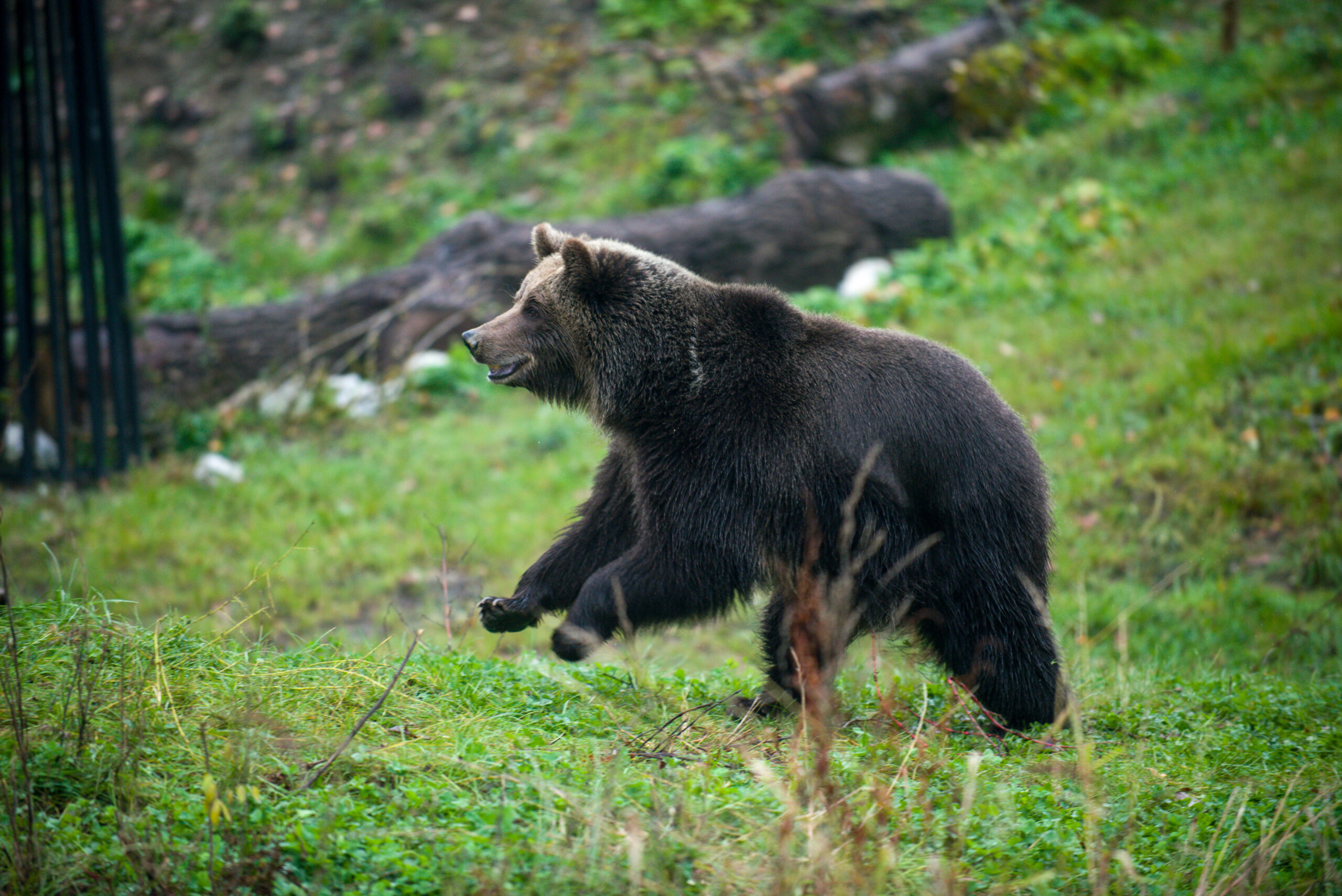 NAPAD 90 METARA OD MORA Medvjed ubio dvije ovce između Selca i Uvale ...