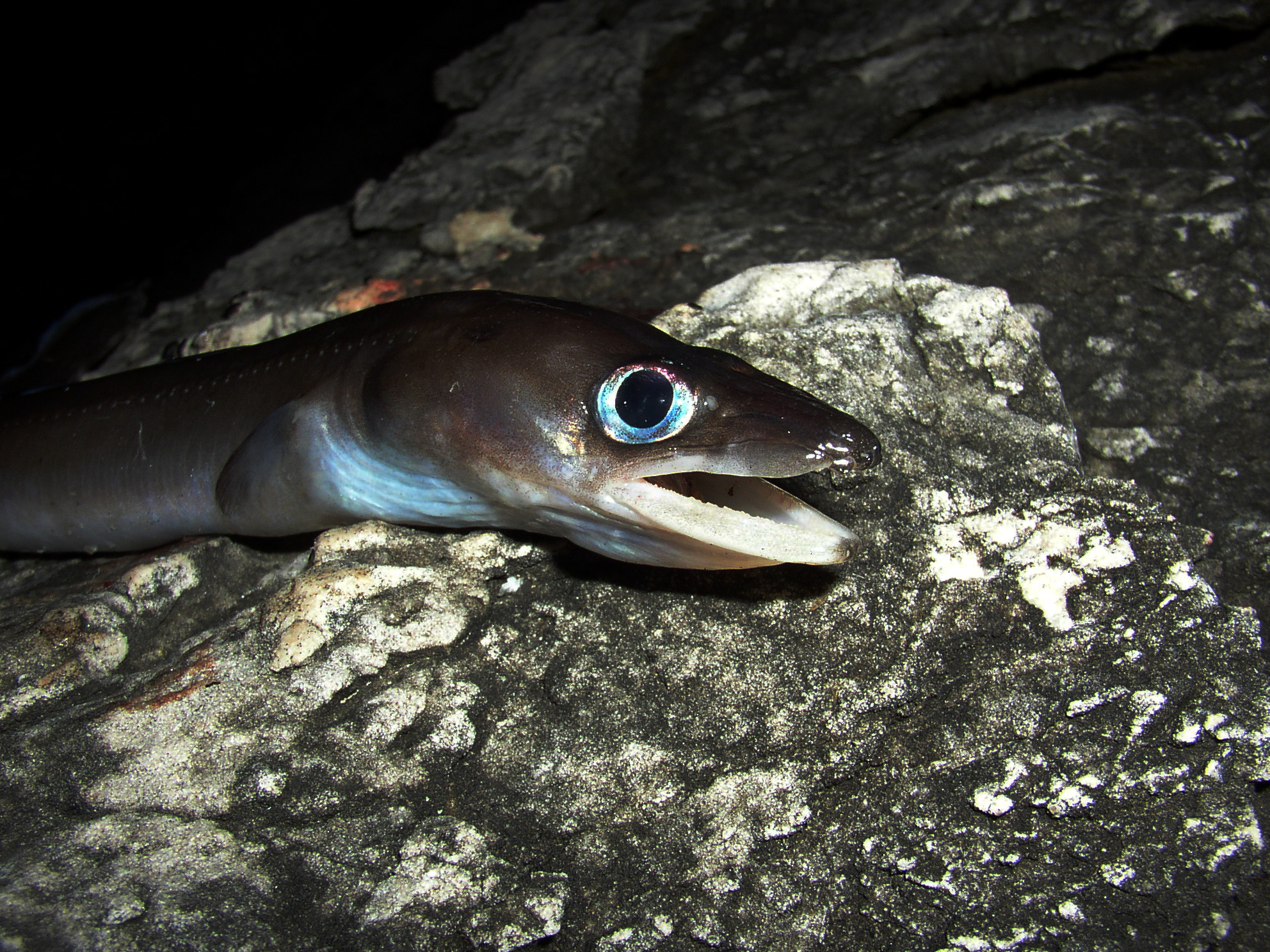 Lovite li na plitko položenim obalama? Evo nekoliko savjeta koji vam mogu biti od pomoći u ...