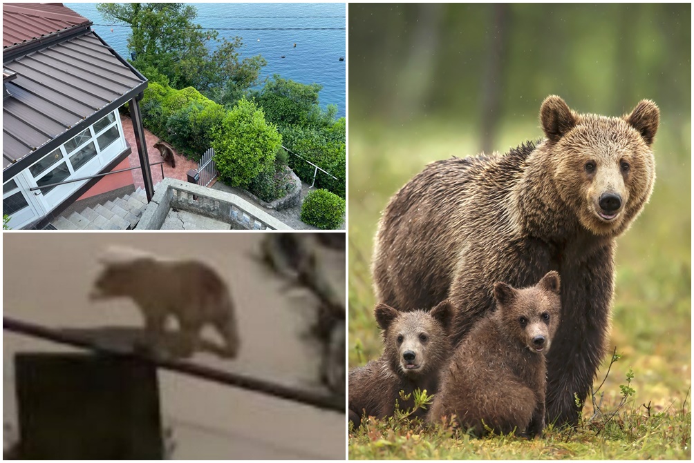 Kako su medvjedi, vukovi i divlje svinje došli pred naša vrata? "U šumi ...