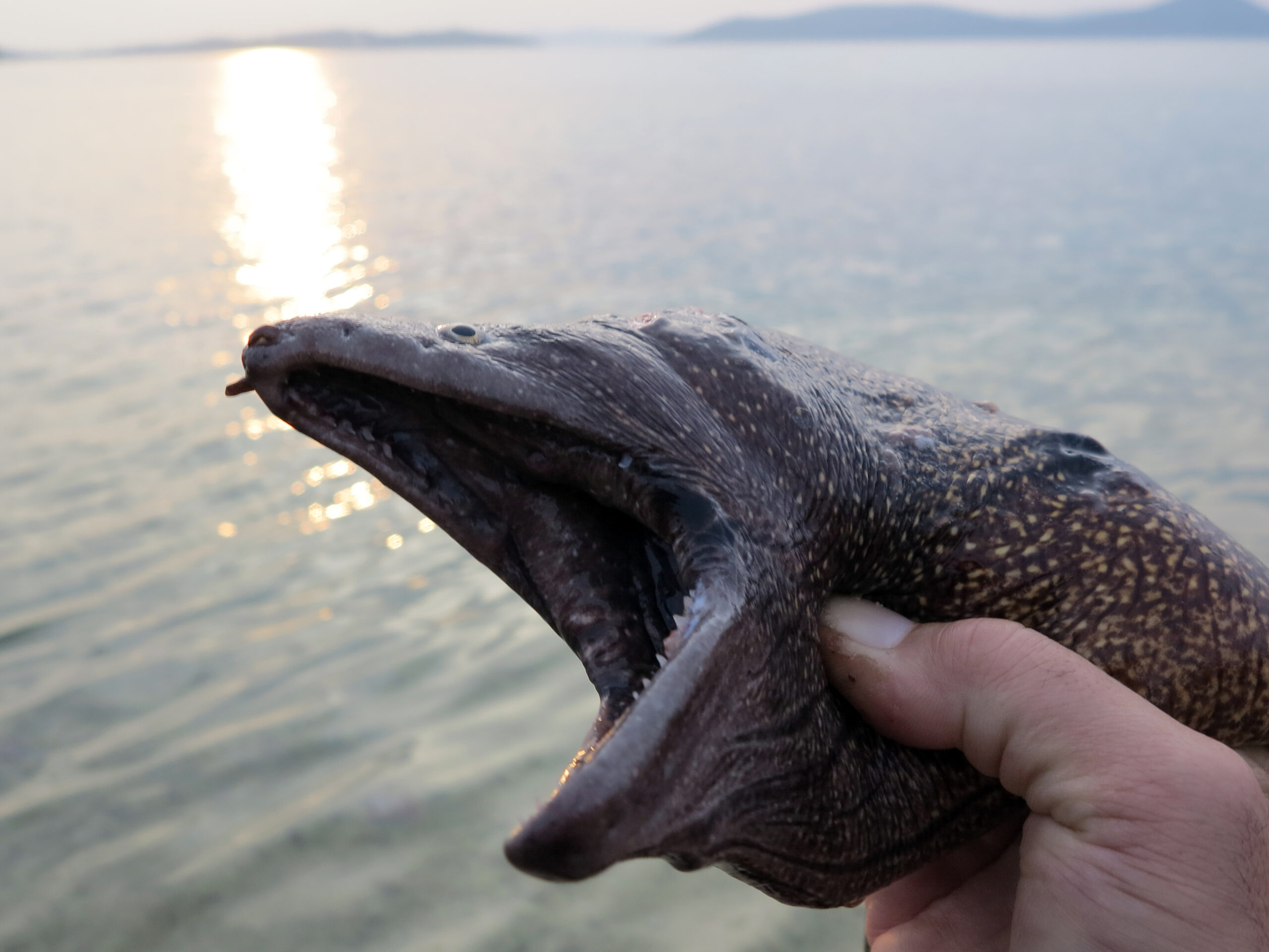 Razlikovanje ribljih vrsta je mnogima potpuno nebitna tema. Ali u nekim ...