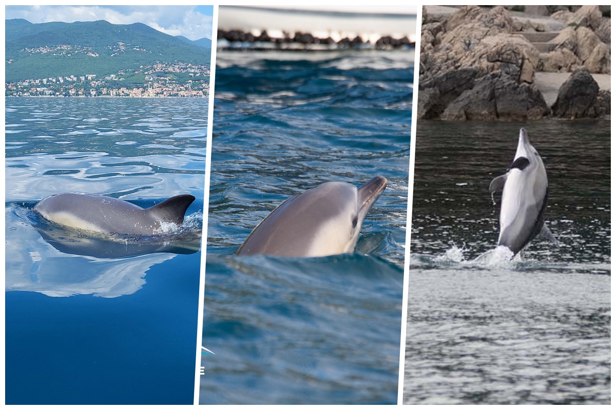 Dupini osim kod Rijeke viđeni i kod Raba: "Ne približavajte im se" - Novi list