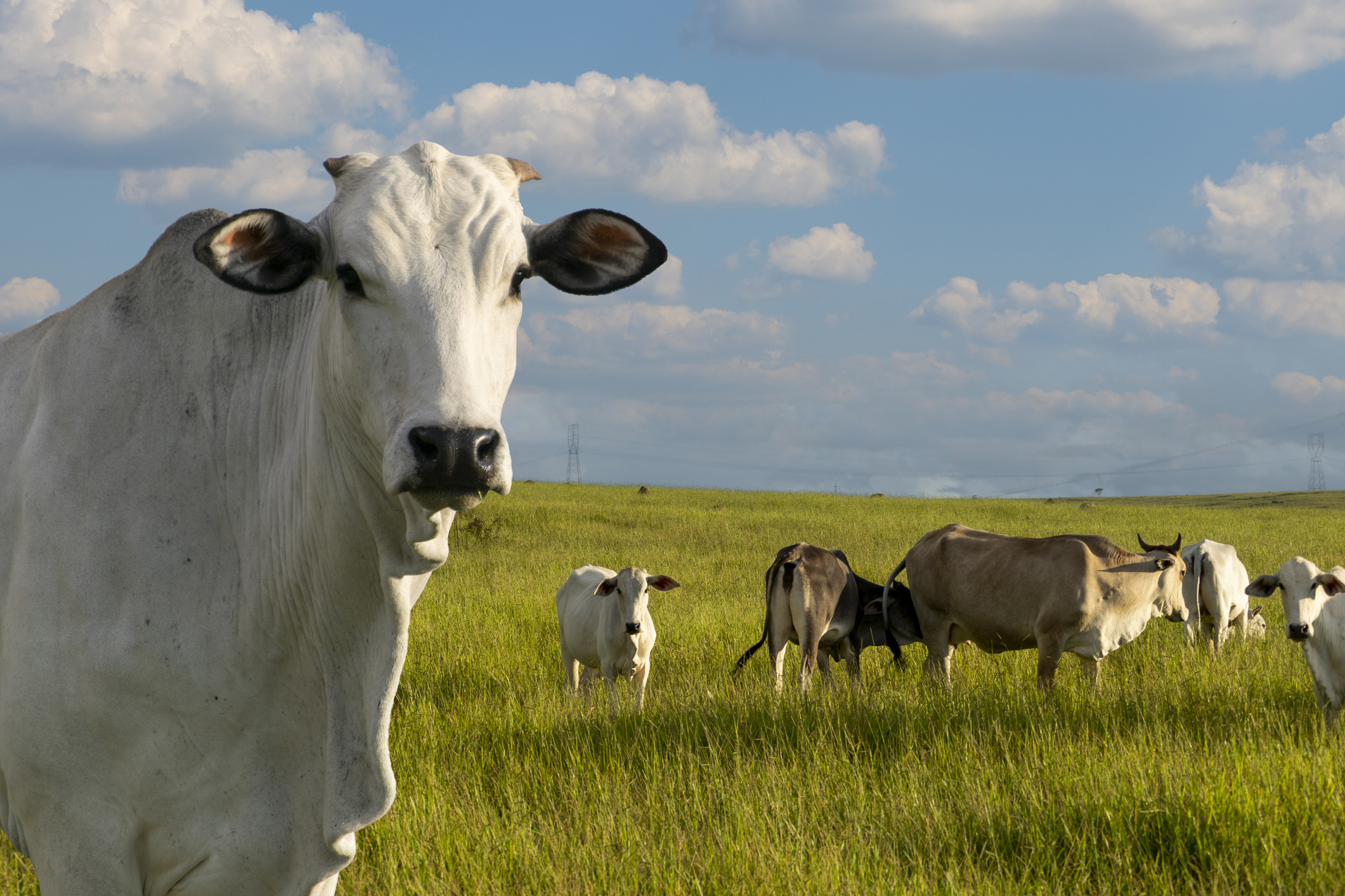 Imate li ideju na koliko je procijenjena najskuplja krava na svijetu ...