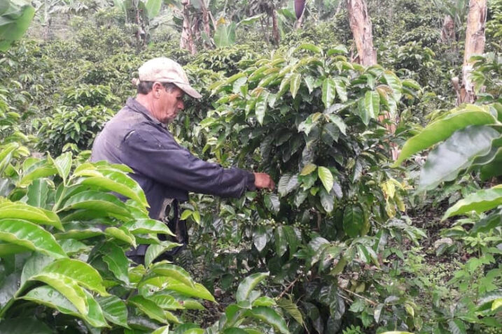 Zbog ove sorte kave cijela Venezuela nada se boljim danima: Traje pravi ...