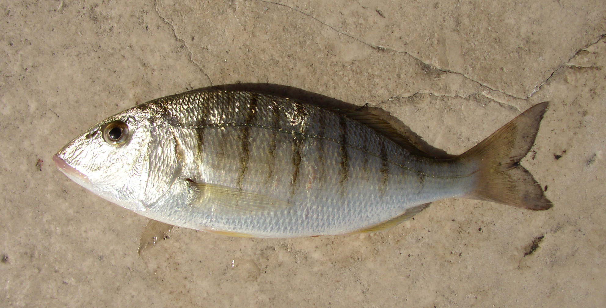 Možete li prepoznati sve ribe na uvodnoj slici? Možda vam ovaj tekst ...