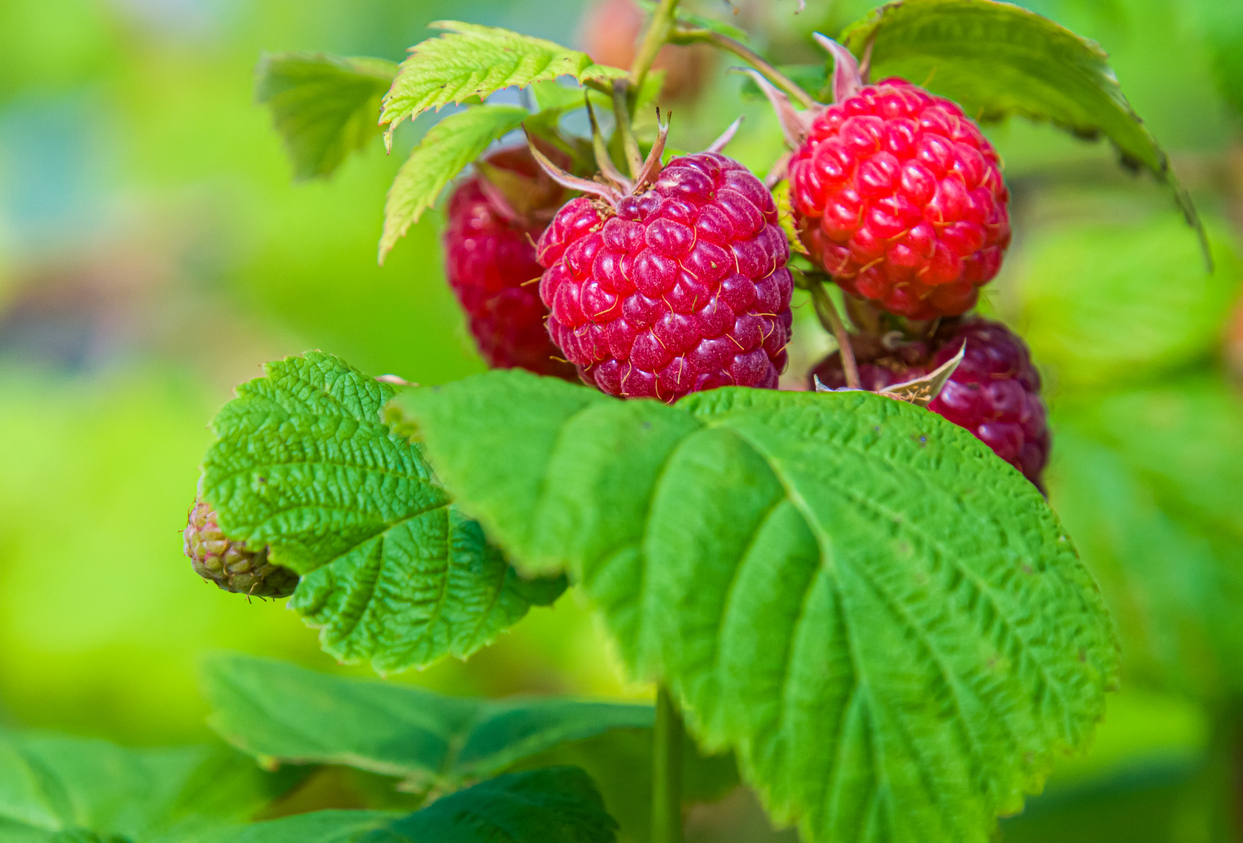 Priprema tla do listopada: sve o sadnji malina - Novi list