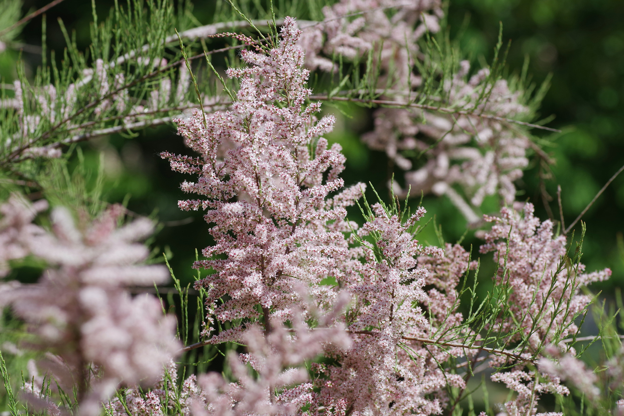 Nekoliko savjeta za uzgoj predivnog tamariska, biljke koja izgleda ...