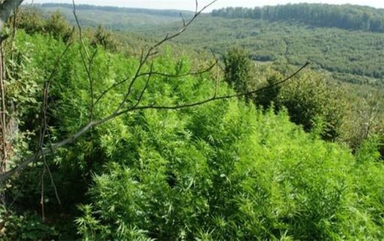 Policija razotkrila pravu plantažu konoplje. Pronađeno i zaplijenjeno 1 ...
