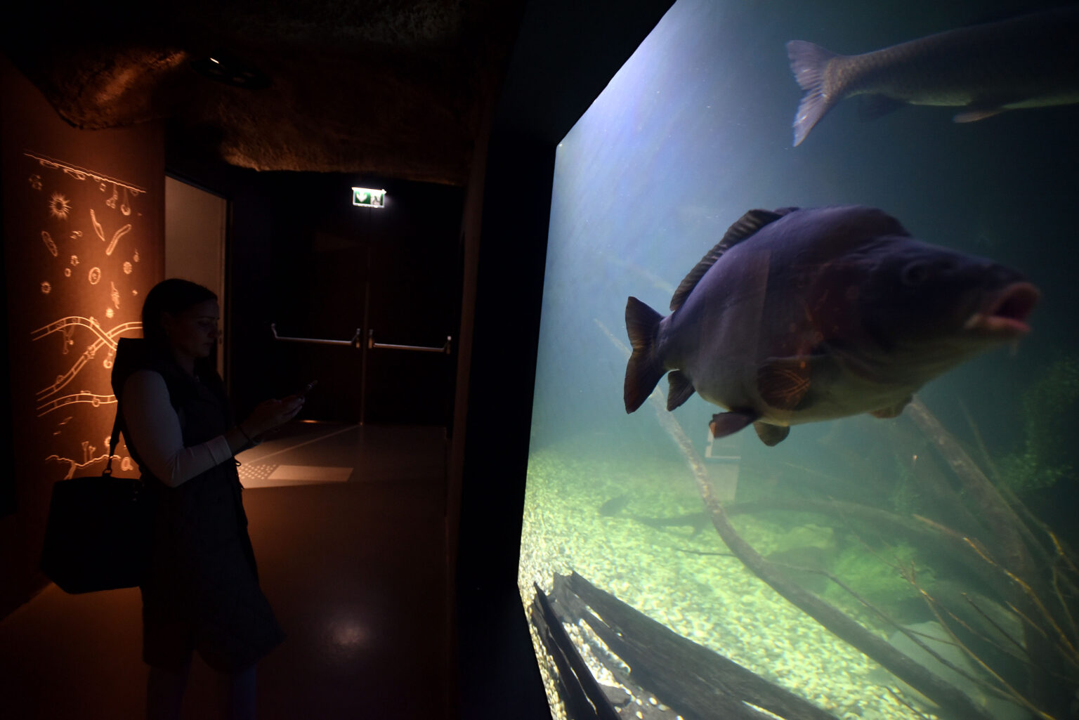 FOTO Ono kad ti golema jesetra pliva tik iznad glave. U Karlovcu smo ...