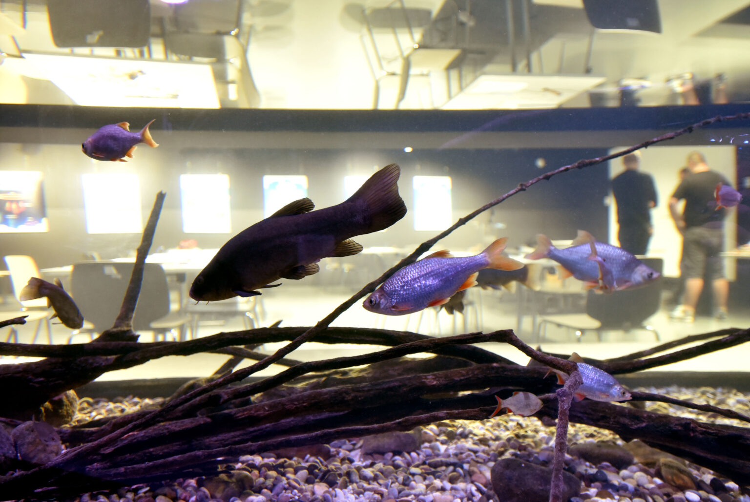 FOTO Ono kad ti golema jesetra pliva tik iznad glave. U Karlovcu smo ...