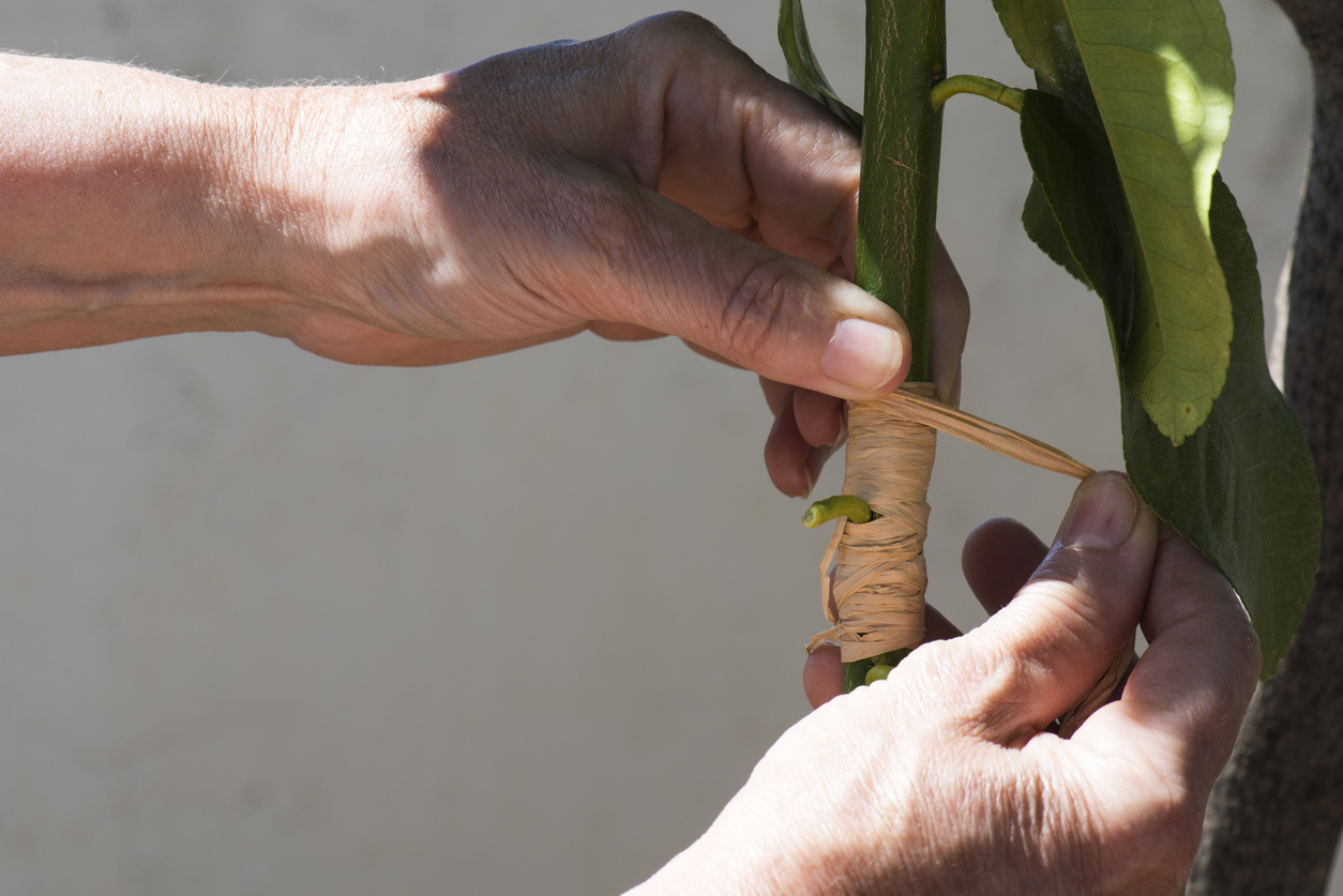 Cijepljenje limuna tijekom jeseni: najpogodnije su biljčice debljine ...