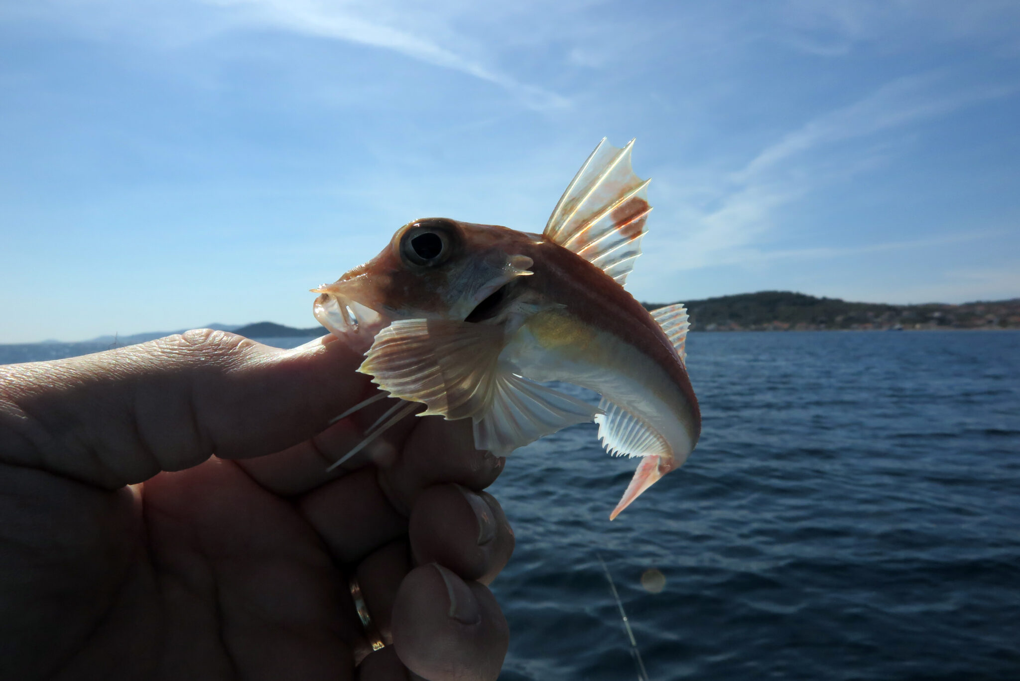 Znate li koliko vrsta otrovnih riba živi u našem moru? Evo popisa nekih ...