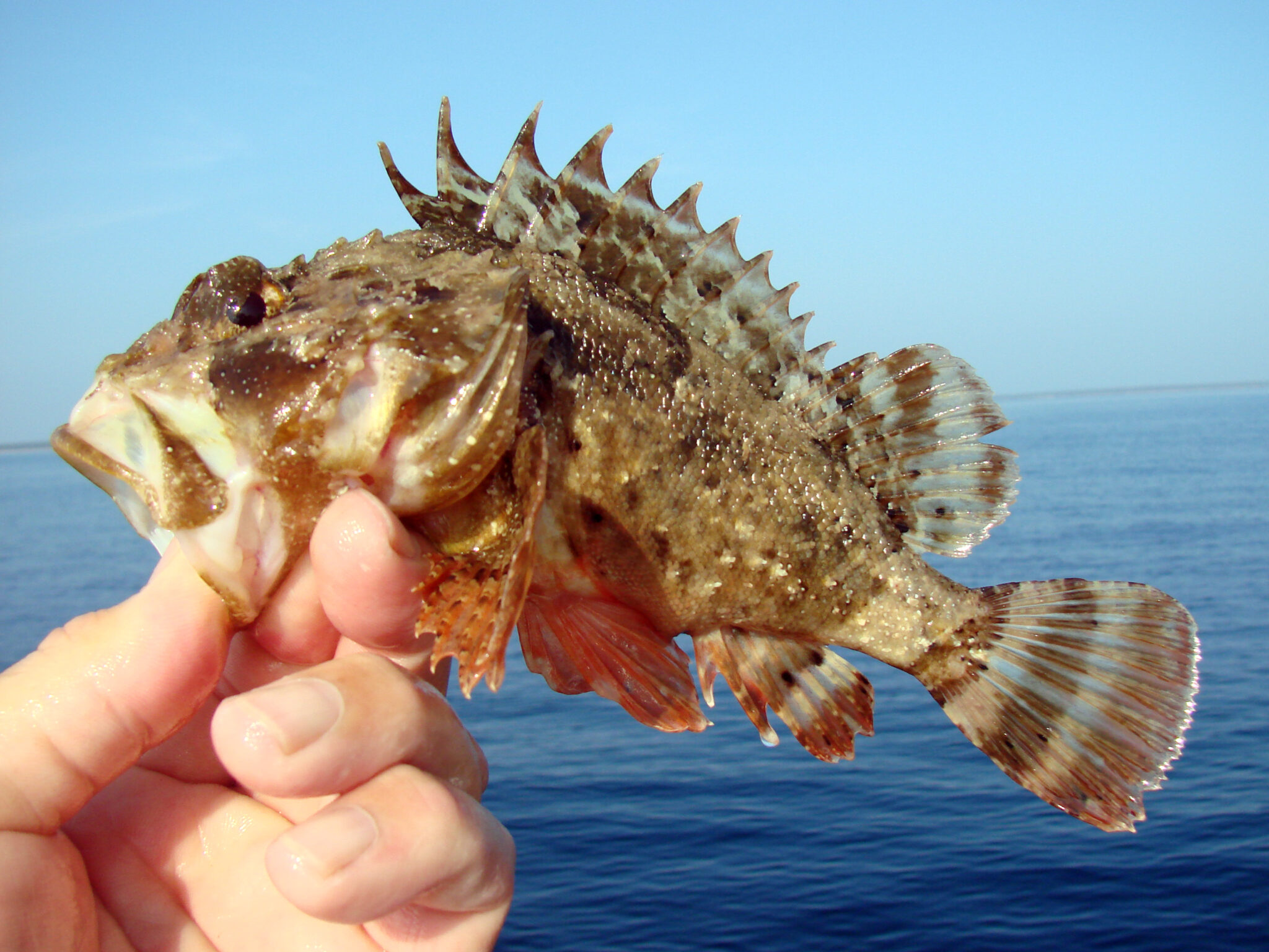 Znate li koliko vrsta otrovnih riba živi u našem moru? Evo popisa nekih ...