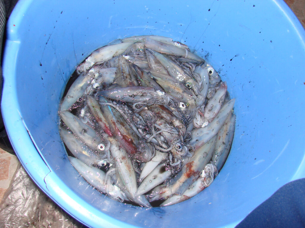 Imate li i vi svoje trikove kojima uspješno lovite lignje? Evo još ...