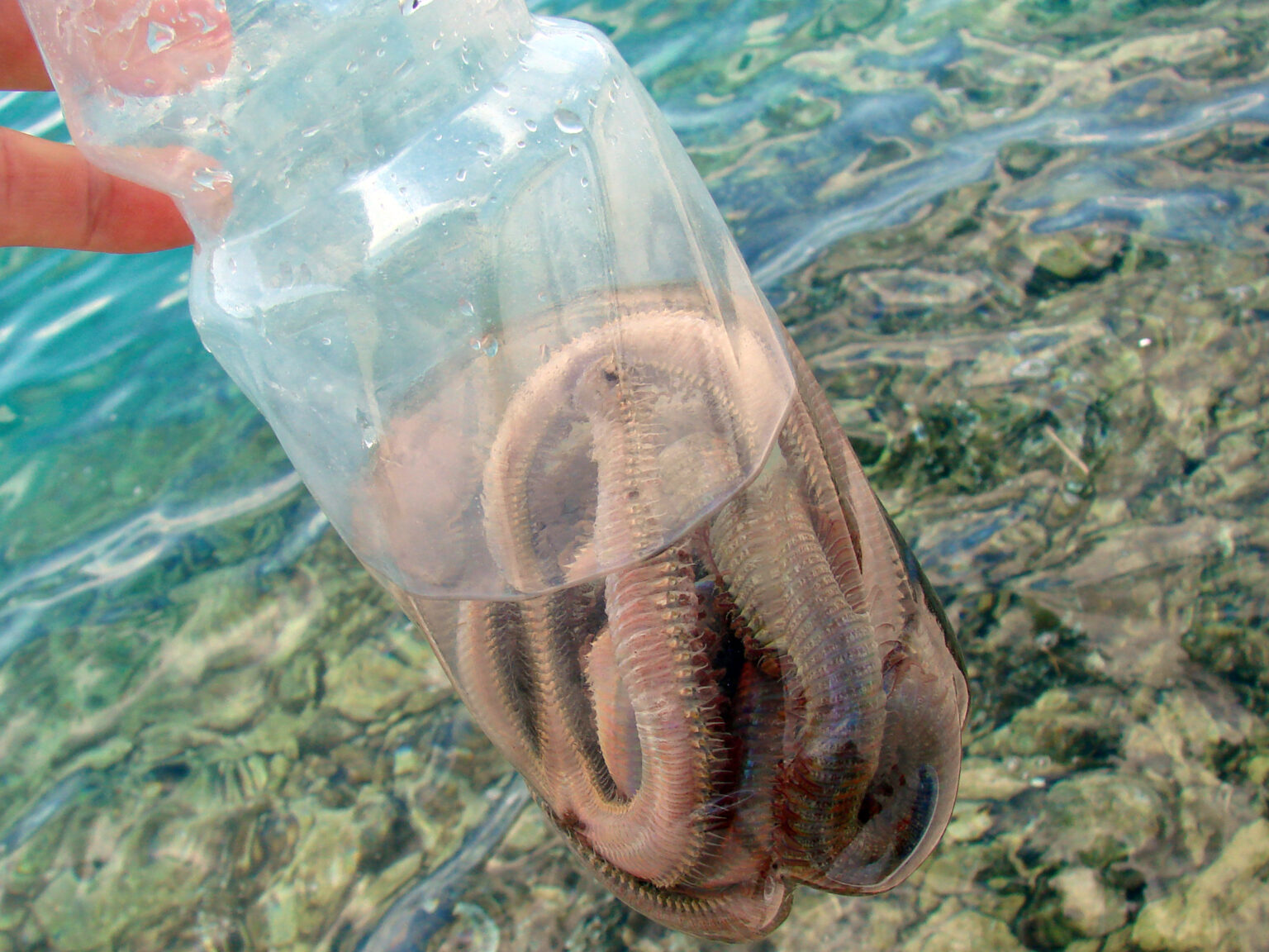 Koristite li velikog crva kao ješku? Evo kako ga možete i sami uloviti ...