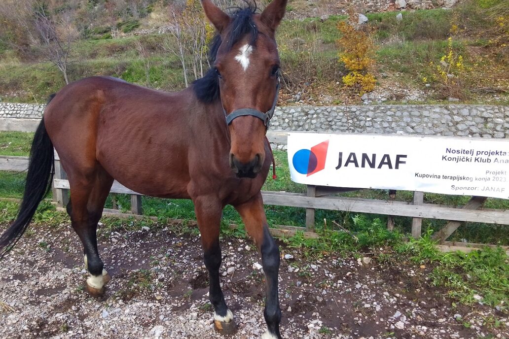 Centar za terapijsko jahanje u Senju dobio novog konja - Novi list