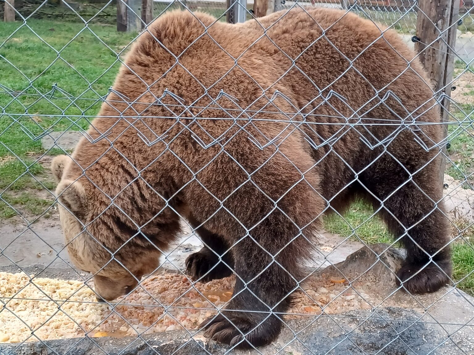 Zimski san u Kuterevu spava jedino najstariji medvjed Bruno, ostala ...