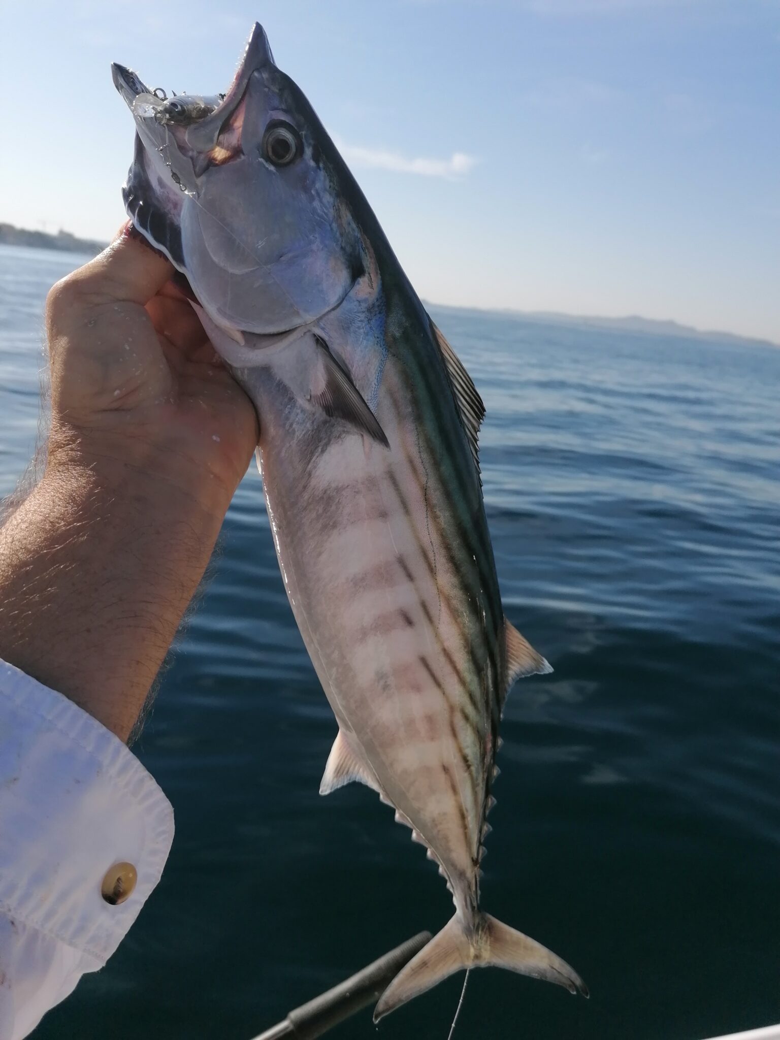 Jeste li znali da palamida može težiti i do 11 kilograma? Evo još ...