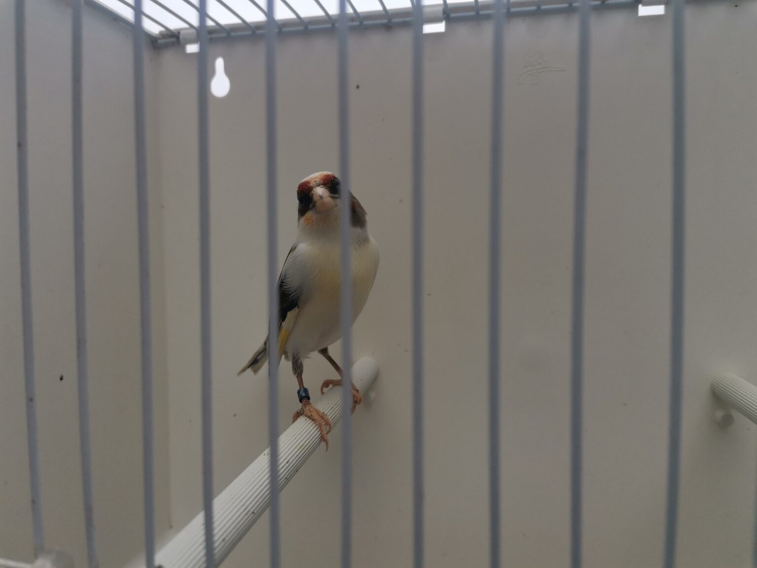 Baštardin iz Labina najljepši je ptić na svijetu, razgovarali smo s ...