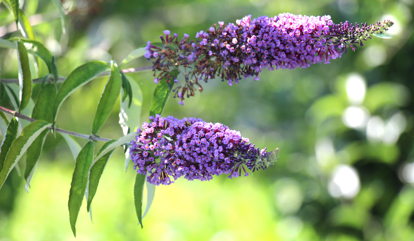 Vodič za lijepi i njegovani ukrasni grm: kada ih i koliko orezivati ...