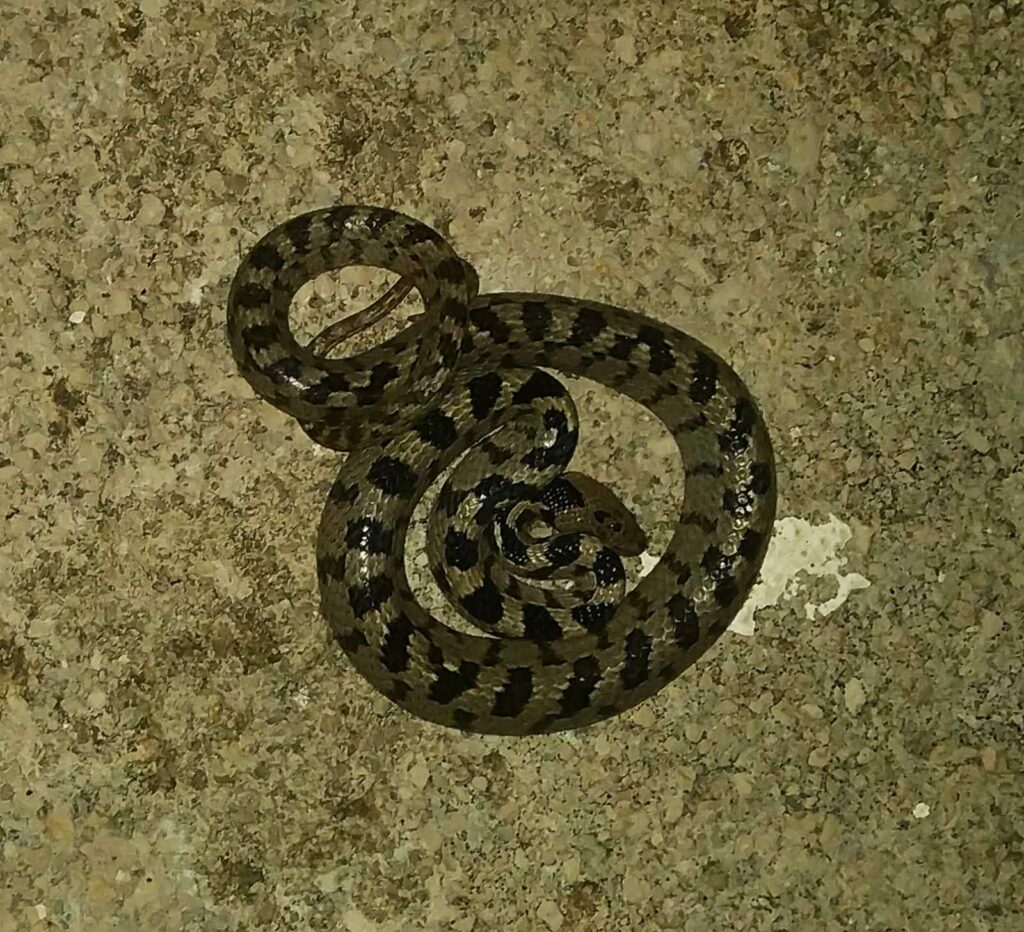 U Hrvatskoj živi petnaest vrsta zmija, a samo su tri otrovne: 'Ne bojte ...