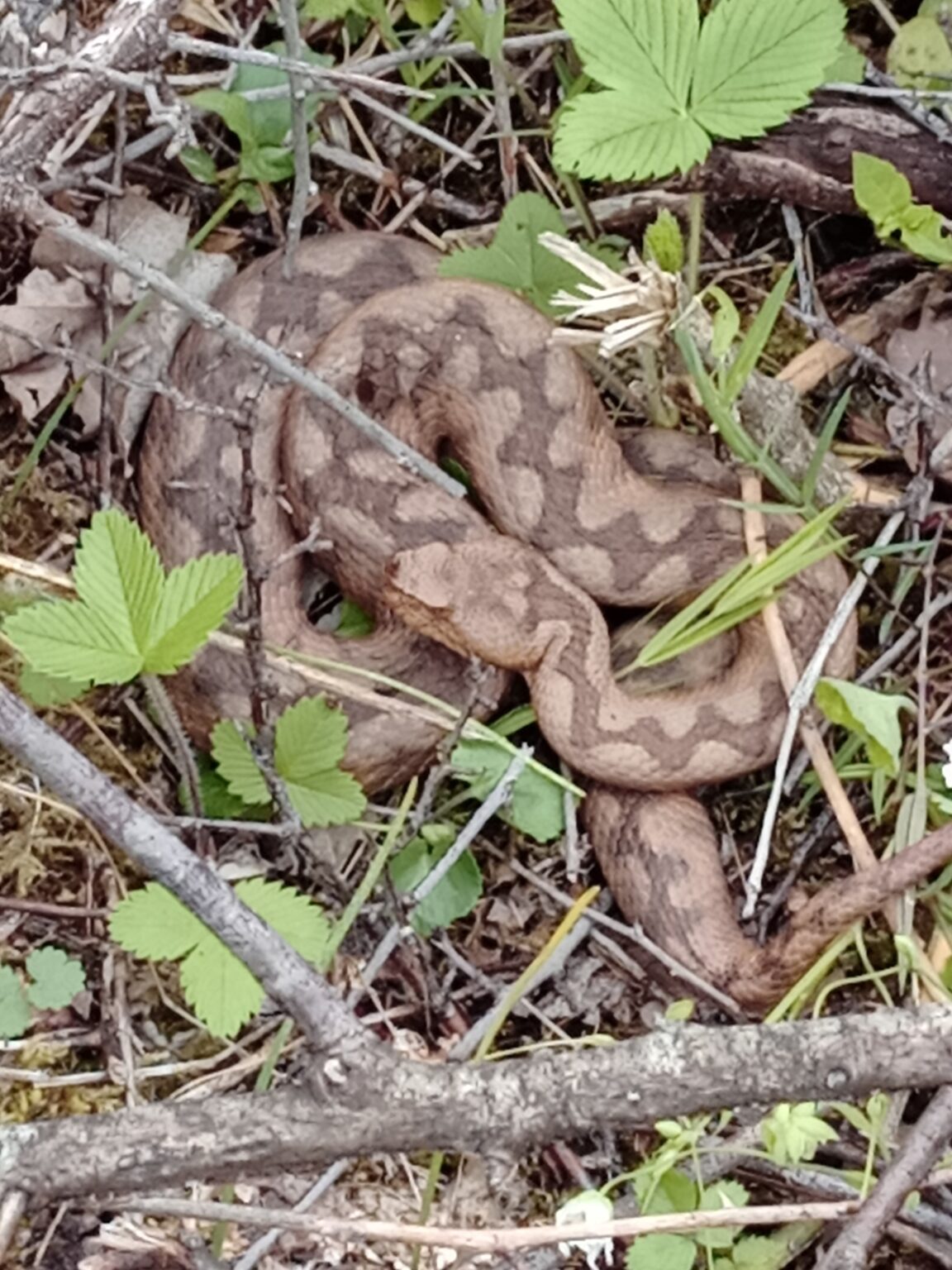 Dobro je znati: U našoj je zemlji 16 vrsta zmija, a samo su tri ...