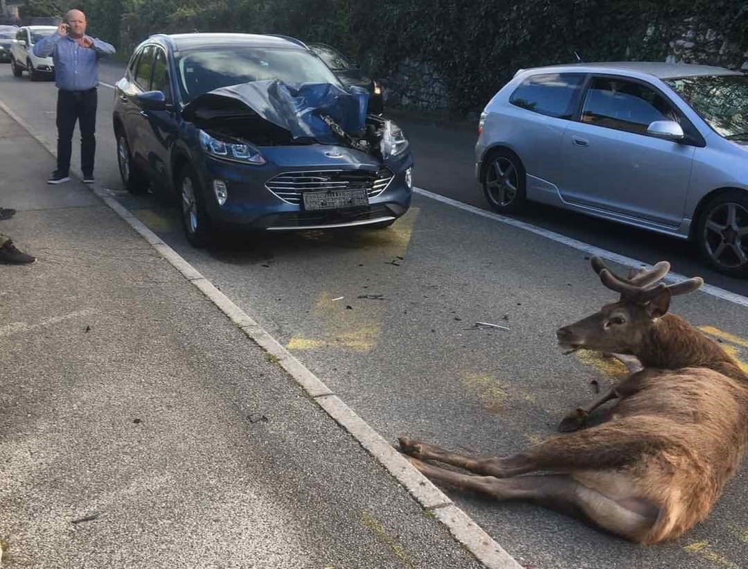 Jelen stradao na Kozali, vozači pozvani na oprez. To je već dvadeseti ...