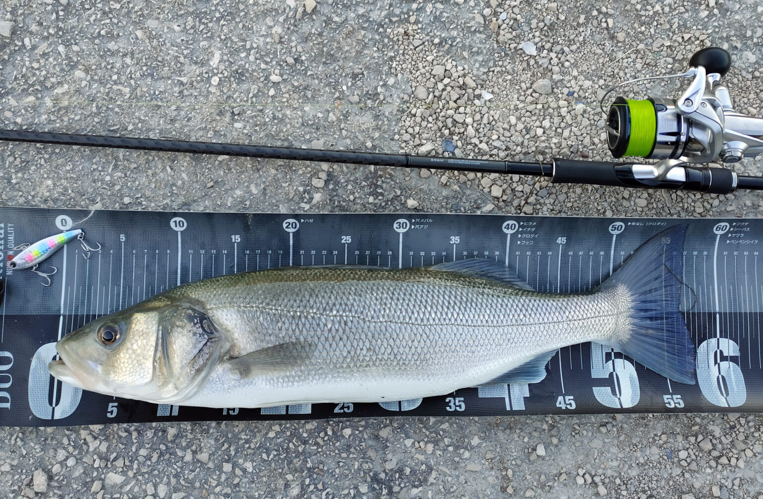 Prva riba ove godine. Pošao na strjelke pa ulovio brancina - Novi list