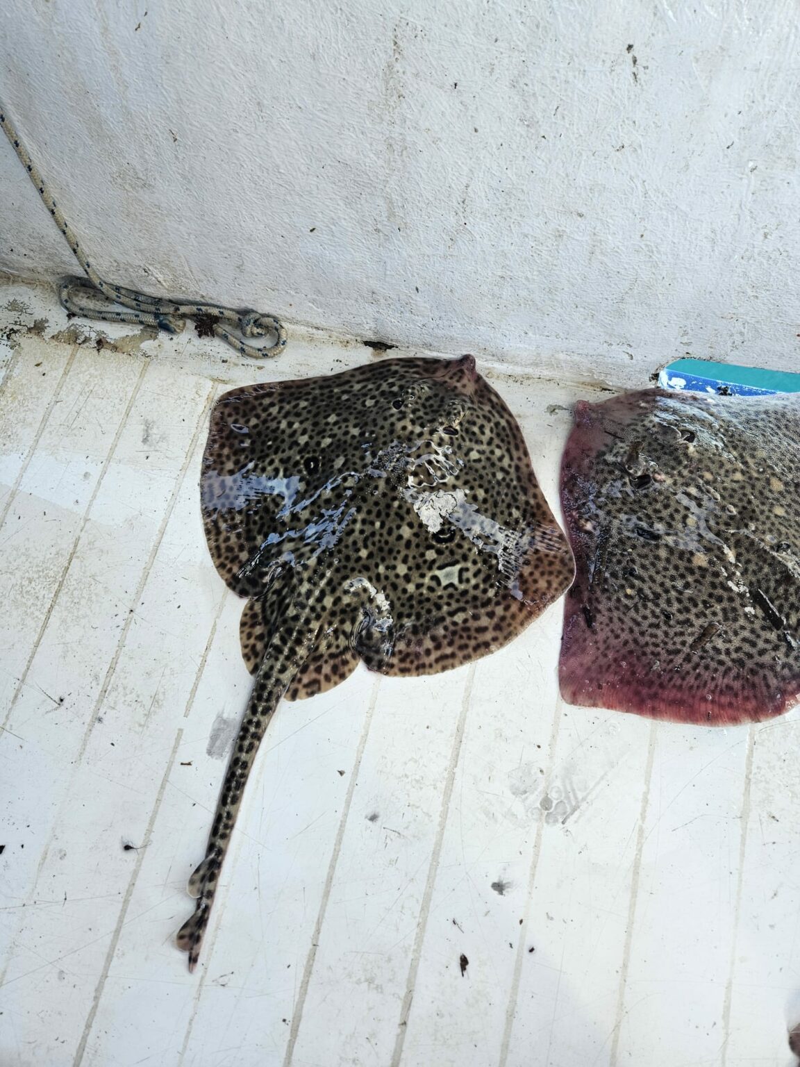 Znate li kako izgleda raža crnožiga? Ako je ulovite, obavezno je ...