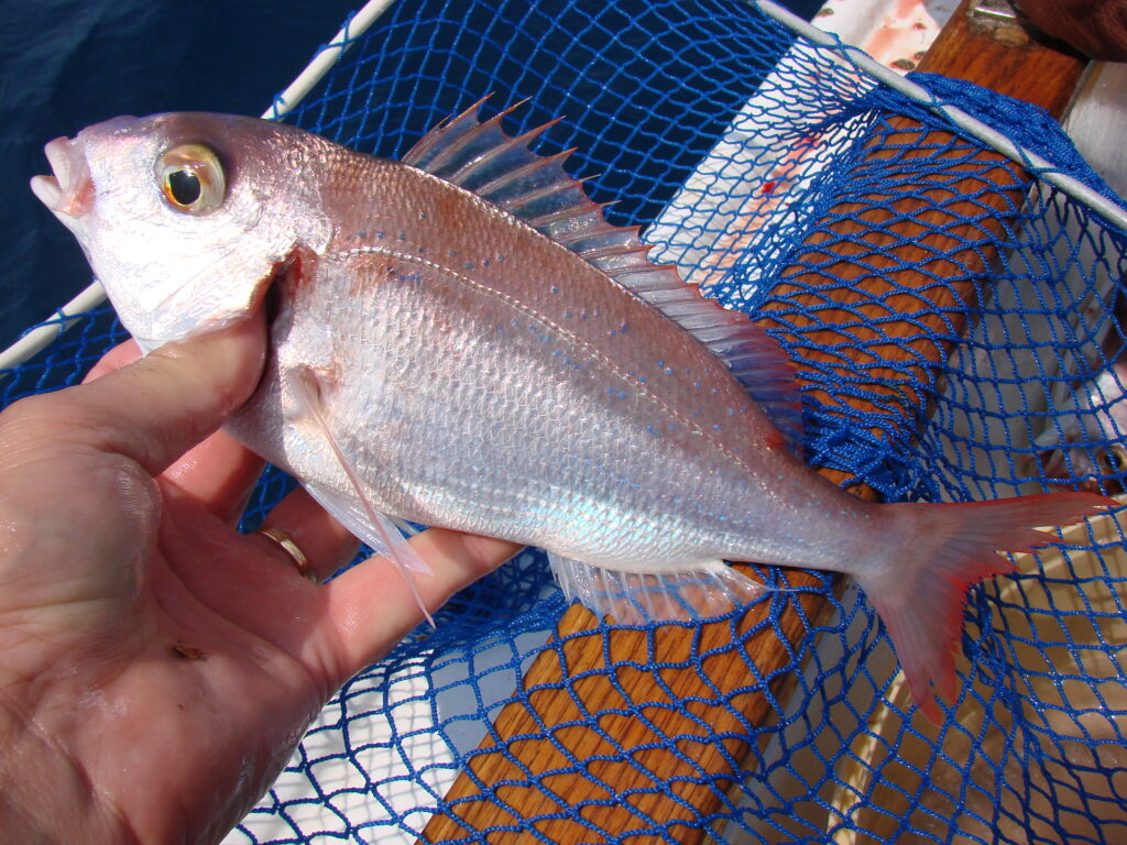 Zanimljiva riblja vrsta. Arbun tijekom svog odrastanja mijenja spol, a ...