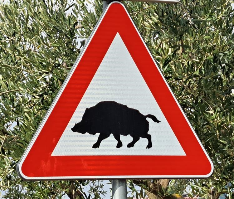 Za vikend 4 naleta na divljač! Radilo se o čaglju, srni, divljoj svinji ...