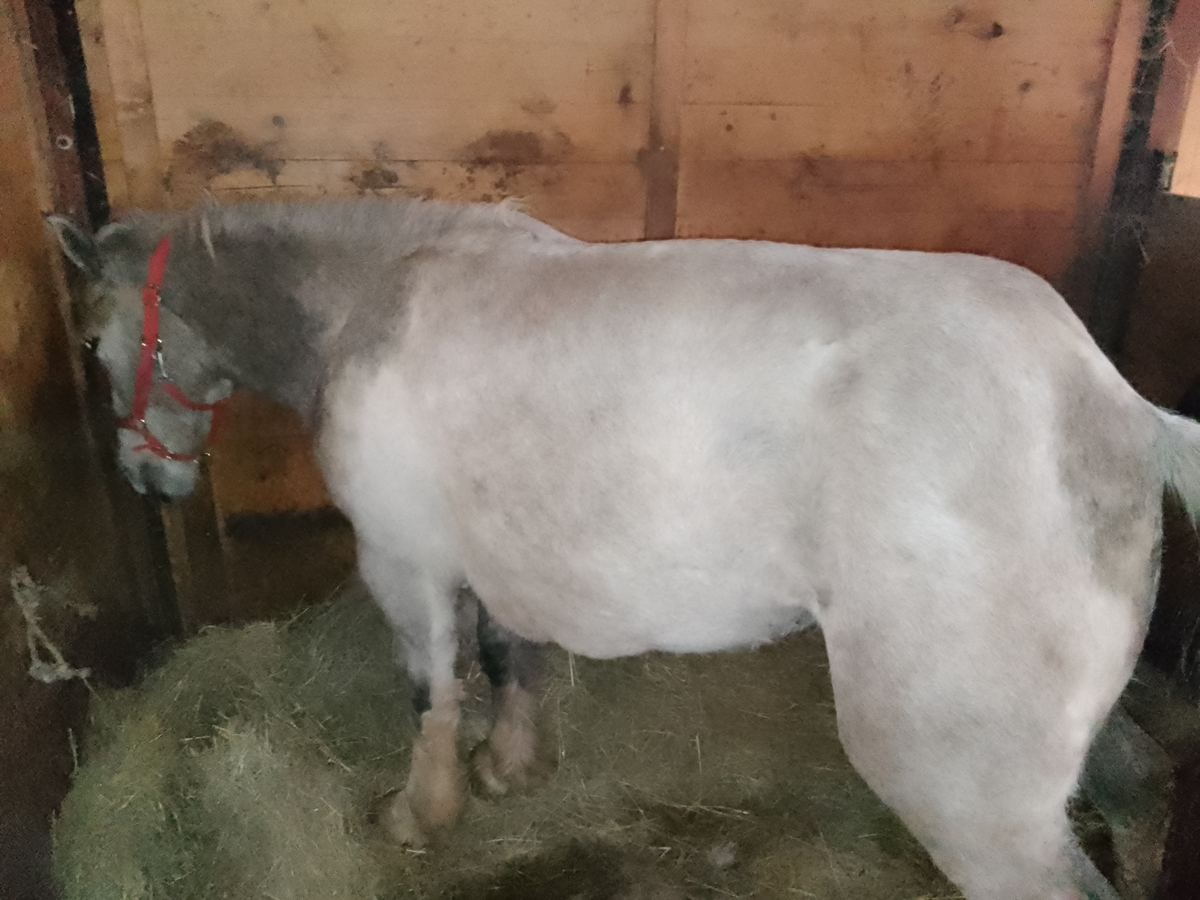 Kod Senja pomogli kobili čije ždrijebe su rastrgali čagljevi - Novi list