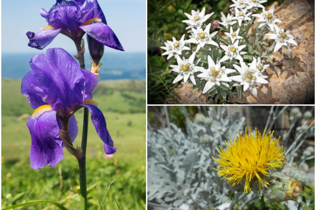 Biljno bogatstvo Lijepe Naše: ovo su zakonom zaštićene i endemske vrste ...