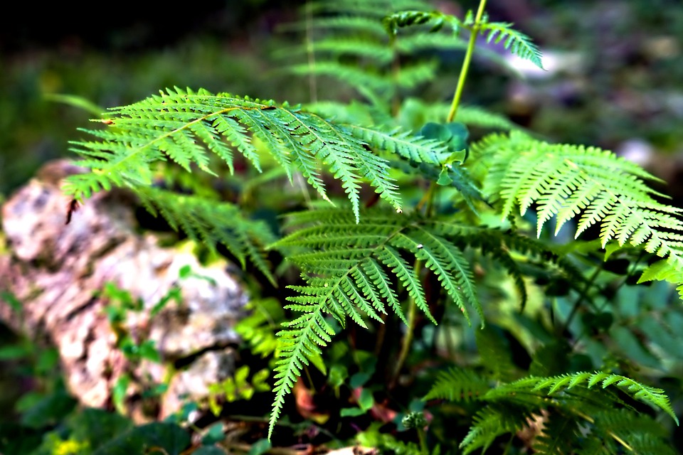 Otkrijte tajne uspješnog uzgoja bostonske paprati i osigurajte joj ...
