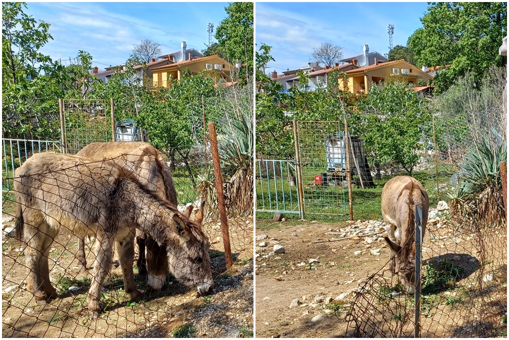 Progon domaćih životinja s Porozine. Vlasniku mini farme zabranili ...
