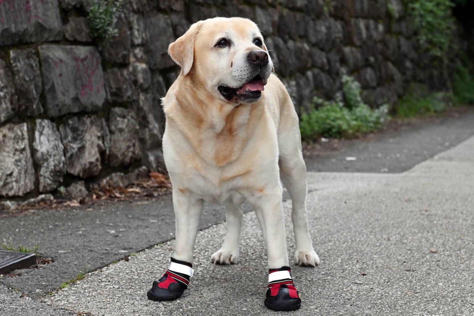 Labrador Rio sa svojim je cipelicama prava zvijezda. Postao je i ...