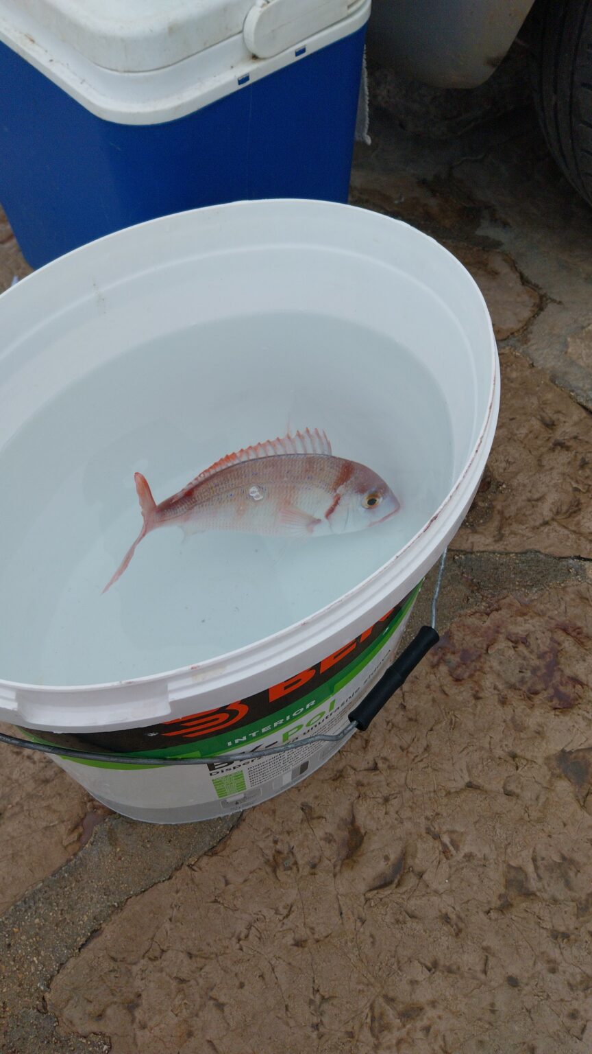 Fermom po kraljicu - Tko rano rani – nekoliko kraljica i arbuna grabi ...