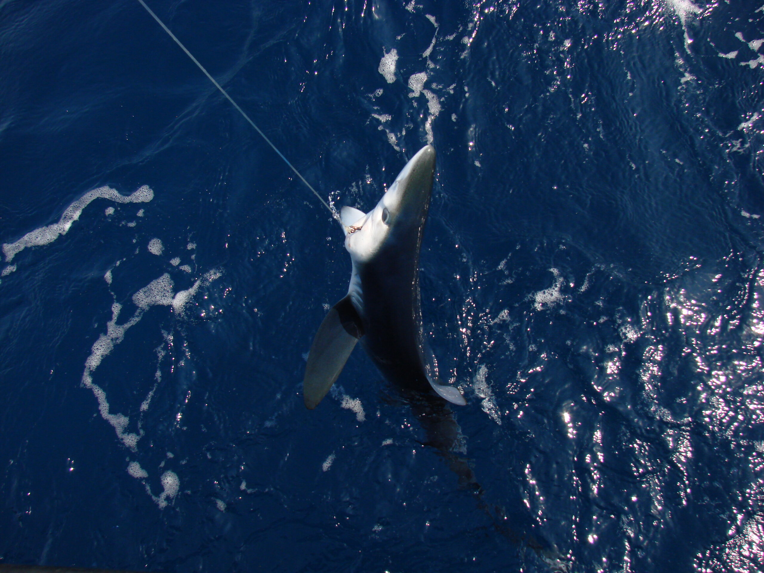 Stiže apel za očuvanje modrulja u Jadranu. Ovaj morski pas puno je ...