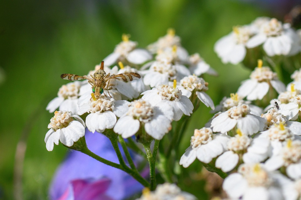 Sljez nije samo ukrasna, već i iznimno ljekovita biljka naših vrtova ...