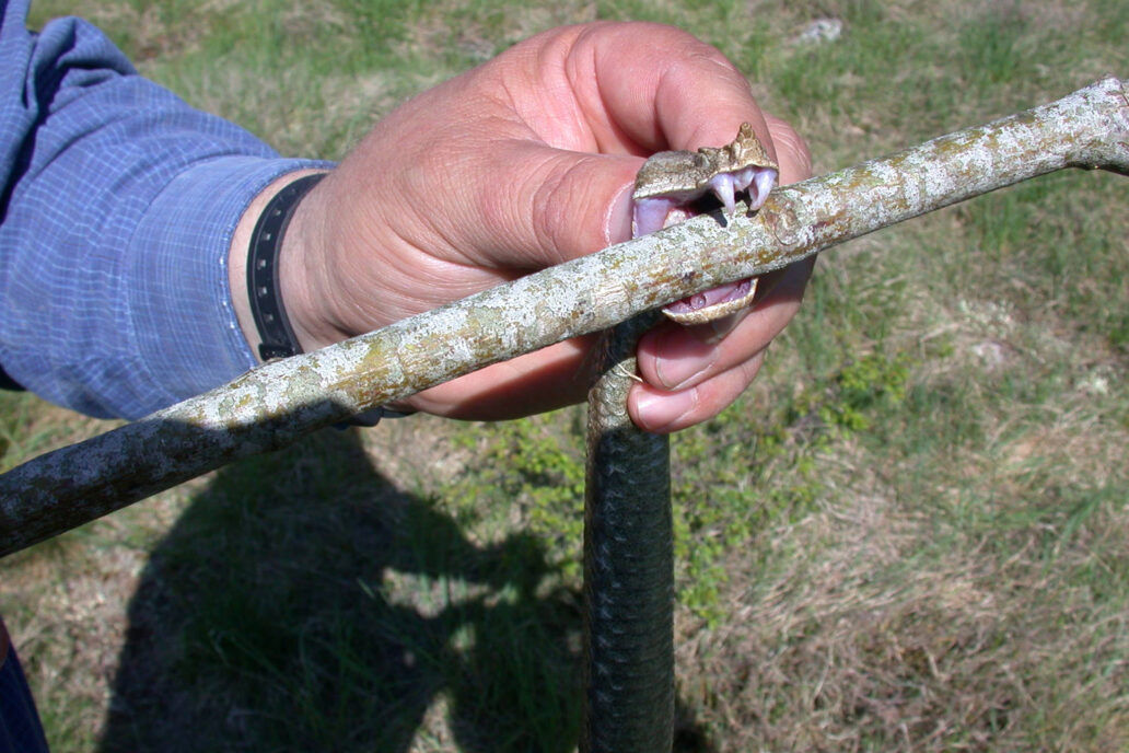 Uz sve češće neželjene susrete ljudi i zmija u Lici idu i grozomorno ...