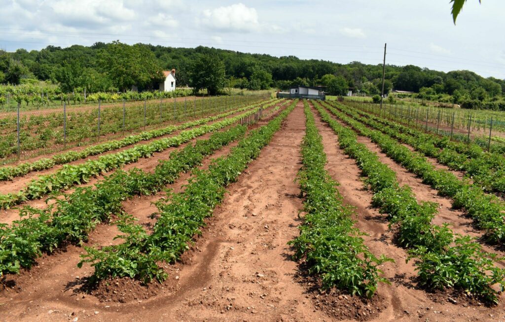 Dijelovi polja Klimpi kod Krka još su potopljeni, od danas se može ...
