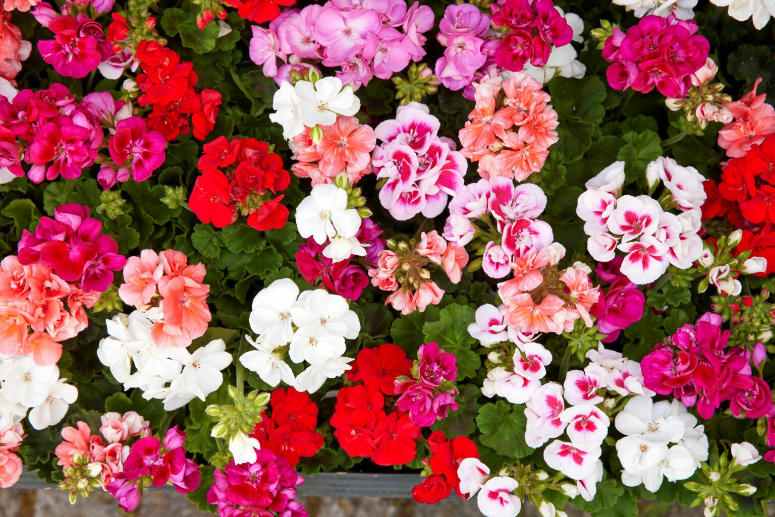 Sljez nije samo ukrasna, već i iznimno ljekovita biljka naših vrtova ...