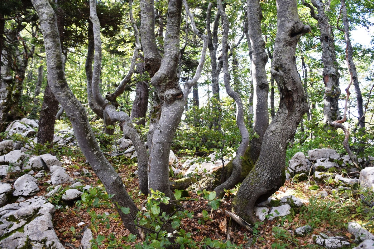 NP Sjeverni Velebit traži vaše fotografije "neobične bukve" - Novi list