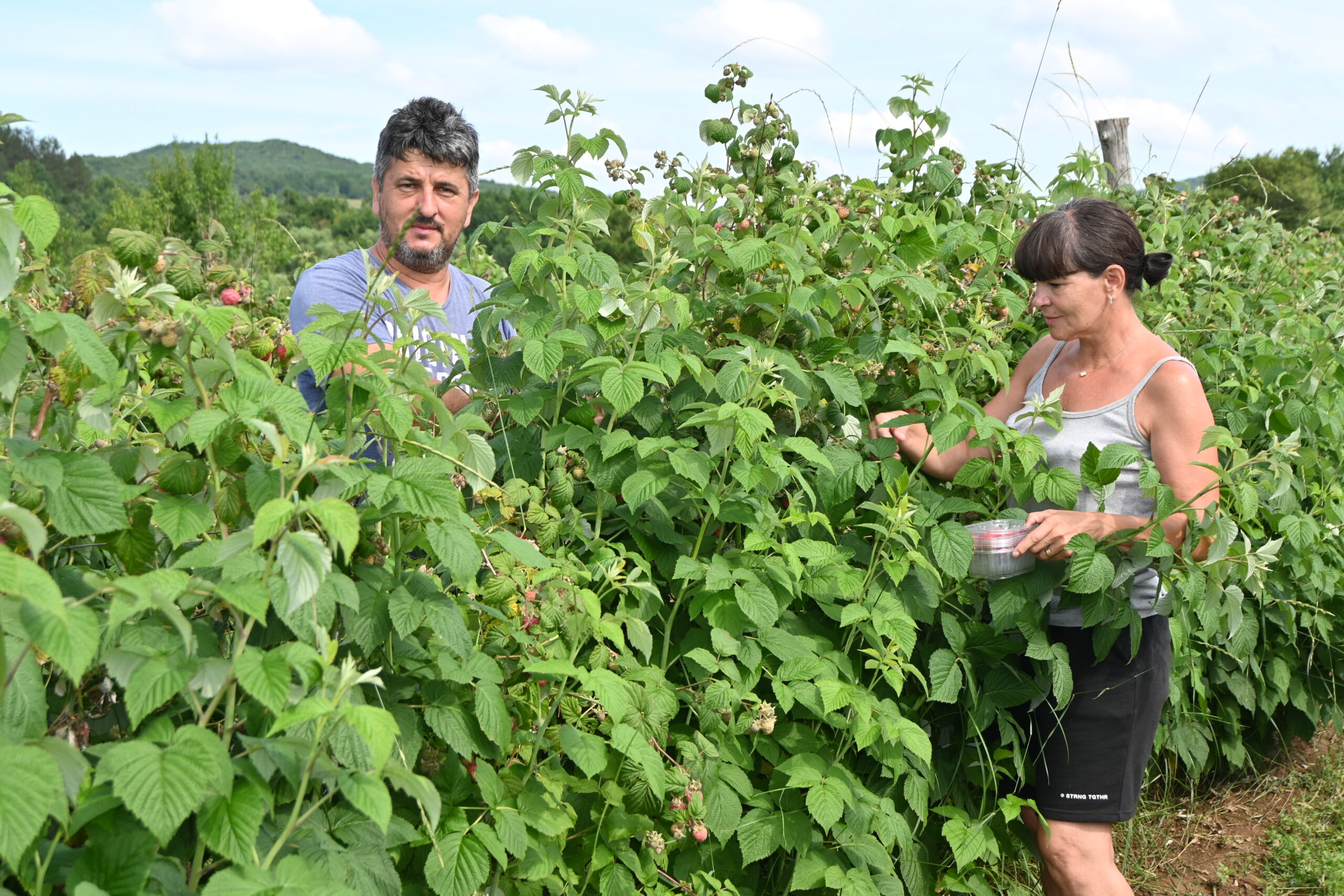 Lički uzgajivači malina zadovoljni ovogodišnjim urodom. Tvrde da su ...