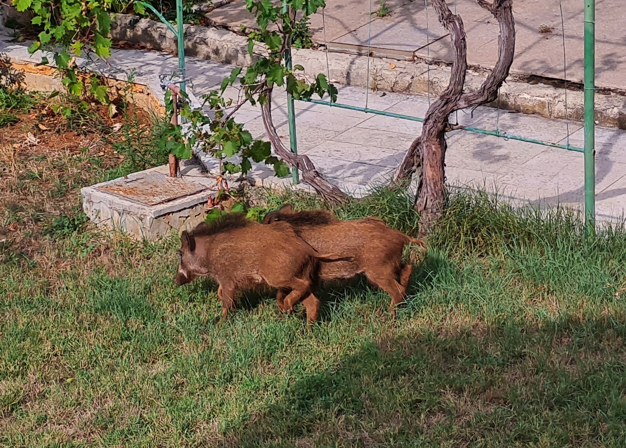Divlje svinje "taracaju" vrtove u Matuljima, uskoro moguć i odstrel ...