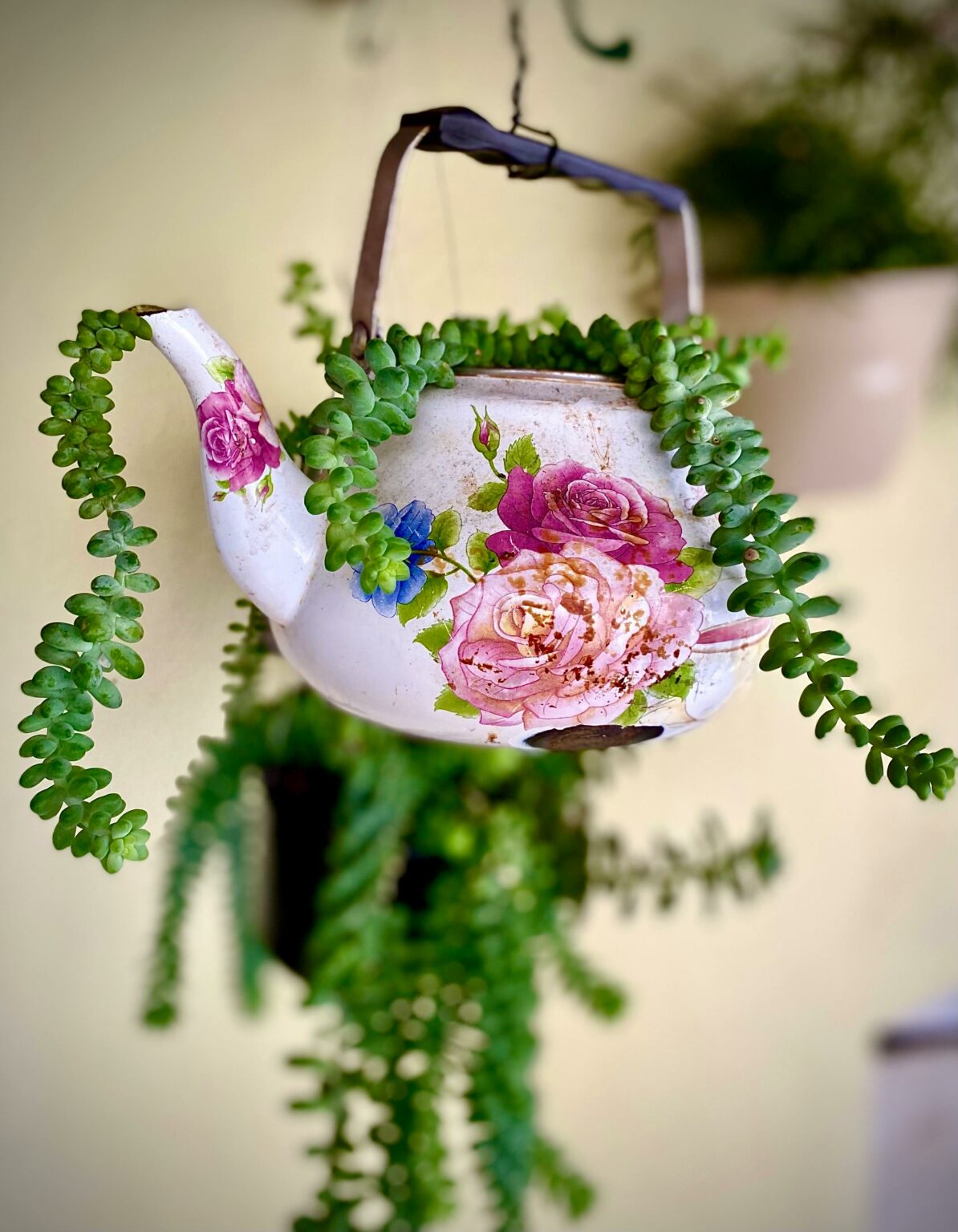 5 prekrasnih biljaka koje uspijevaju na prozorskim klupicama - Novi list